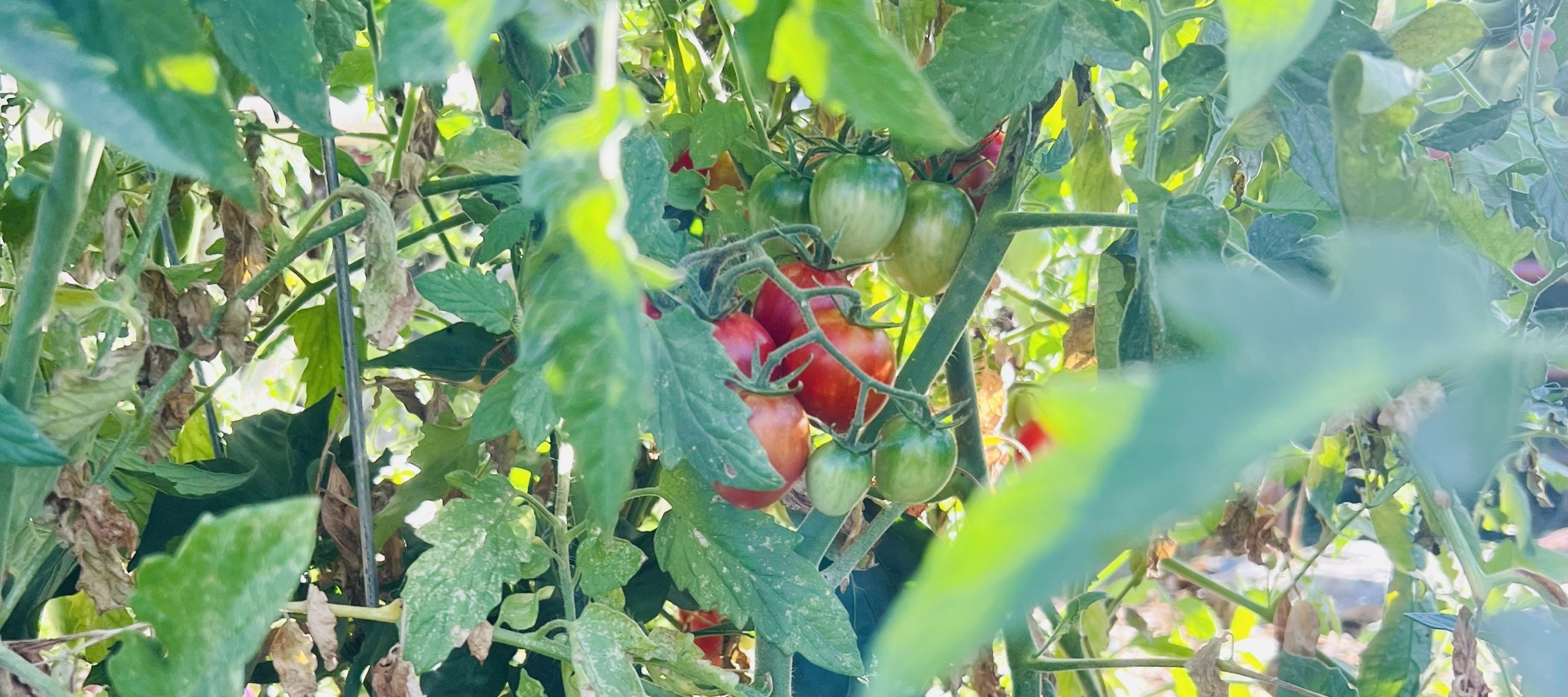 Boutique Farms and Homesteads - Thriving in Grand Junction